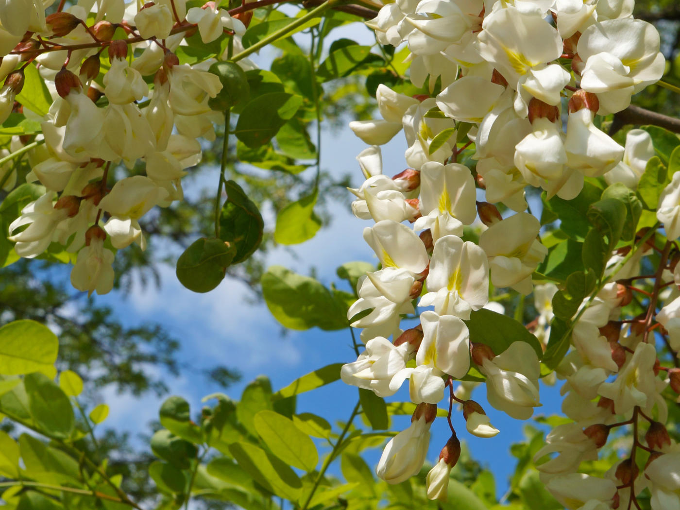 Miele di acacia di produzione propria - Vigevano